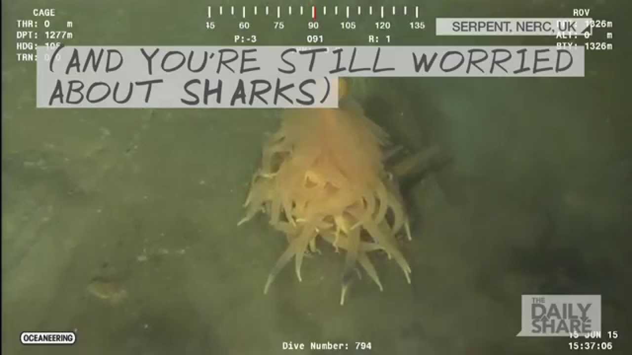 Spaghetti monster sea creature discovered in ocean - YouTube