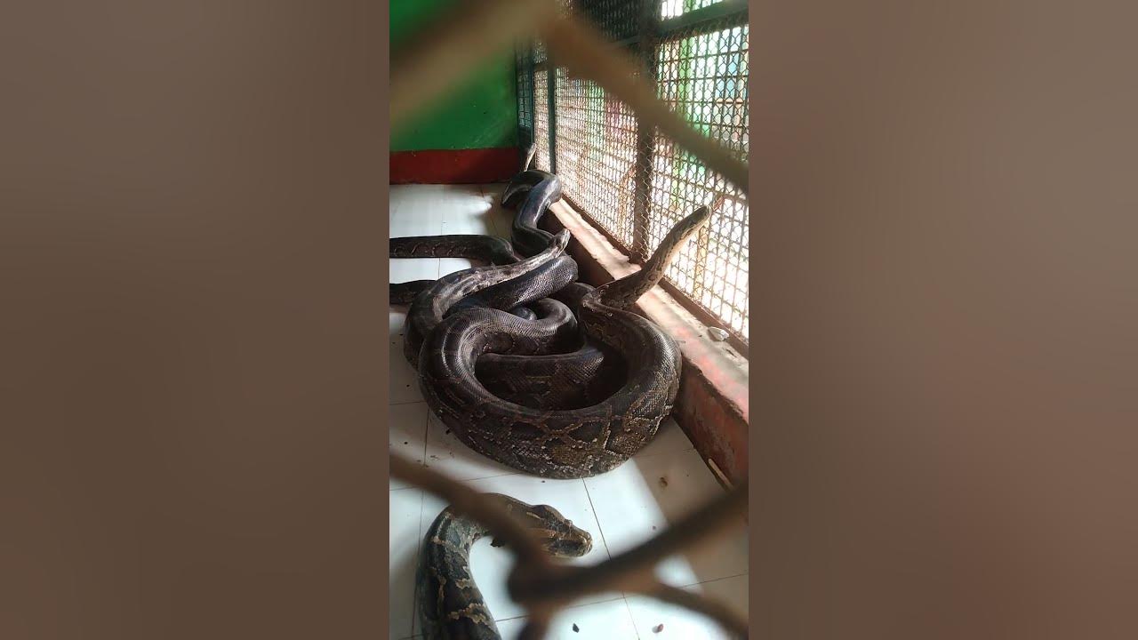 python snake - YouTube