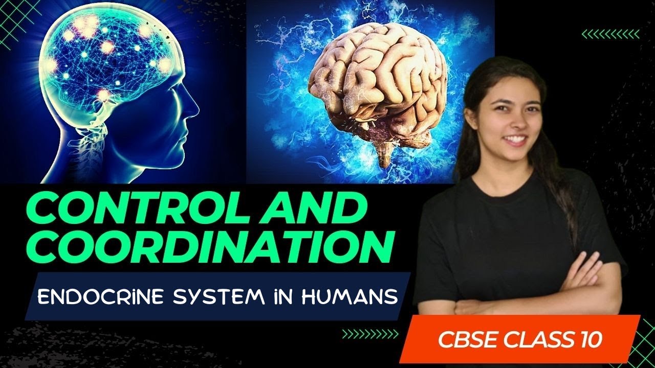 Endocrine System in Humans | Control & Co-ordination | CBSE Class 10 ...