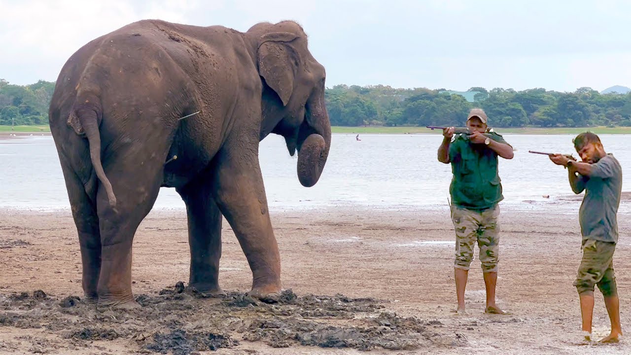 Wildlife heroes treating an injured elephant in the wild | Elephant ...