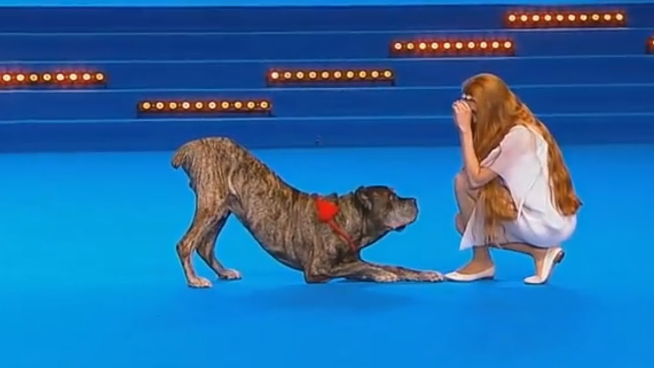 How trained Cane Corso to dance? - YouTube