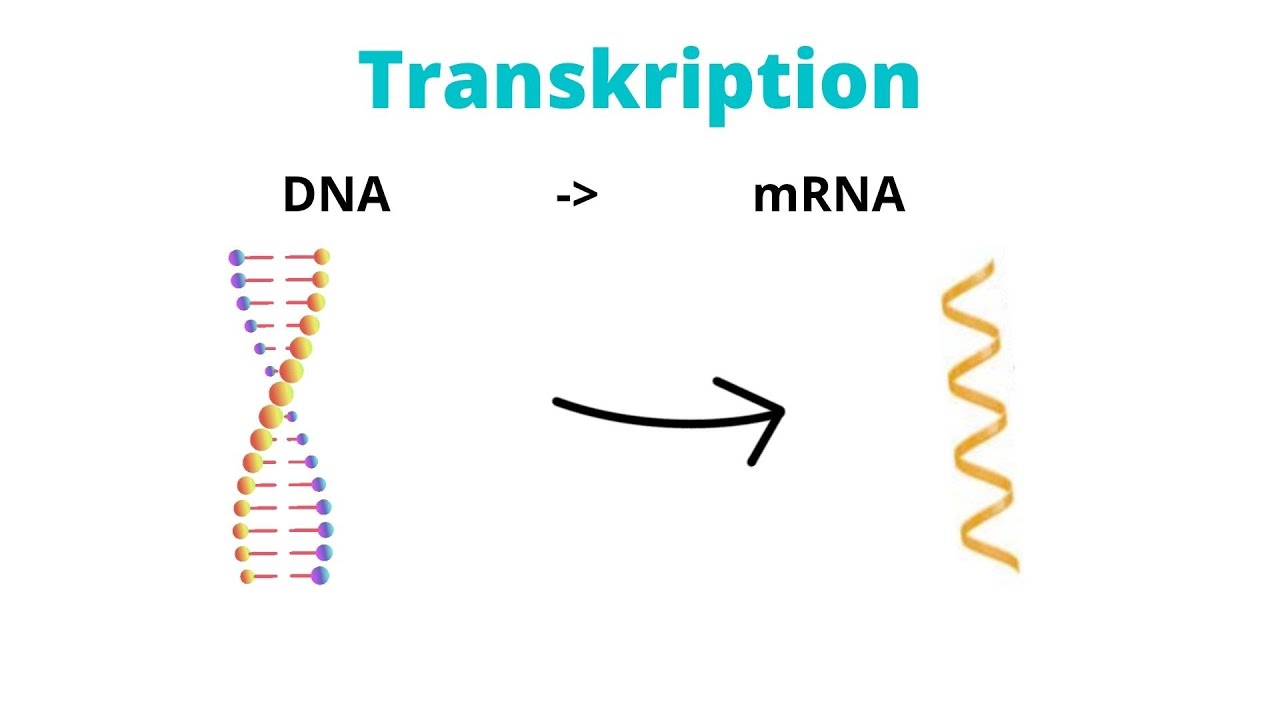 TRANSKRIPTION | Was passiert in der Transkription? | Spleißen - YouTube