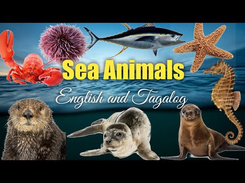 SEA ANIMALS with English & Tagalog Name | Leigh Dictionary 🇵🇭 - YouTube