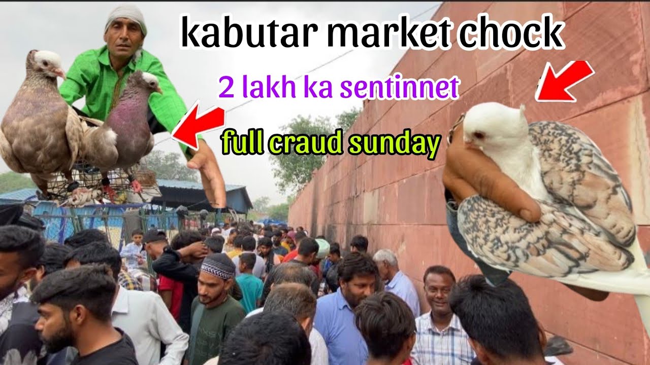 Jama masjid kabutar market chock 27 kabutar 200 rupey pr k. Itne saste ...