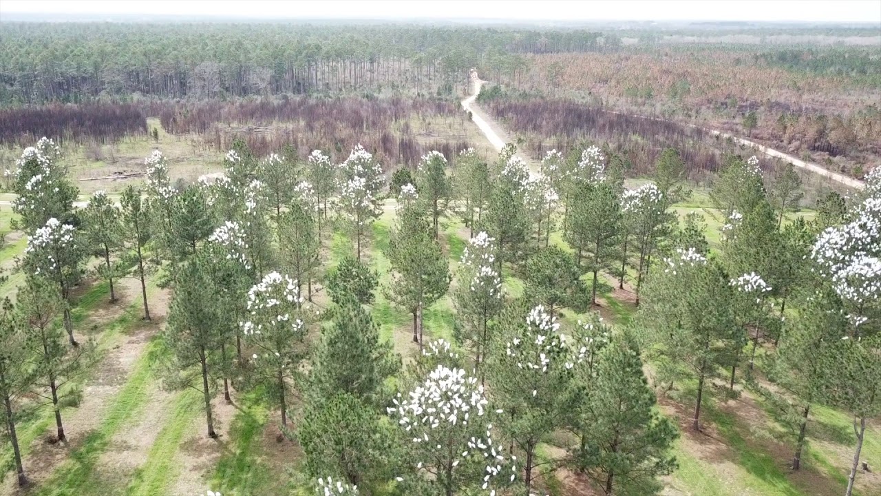 Forestry Mass Controlled Pollination in Loblolly Pine - YouTube