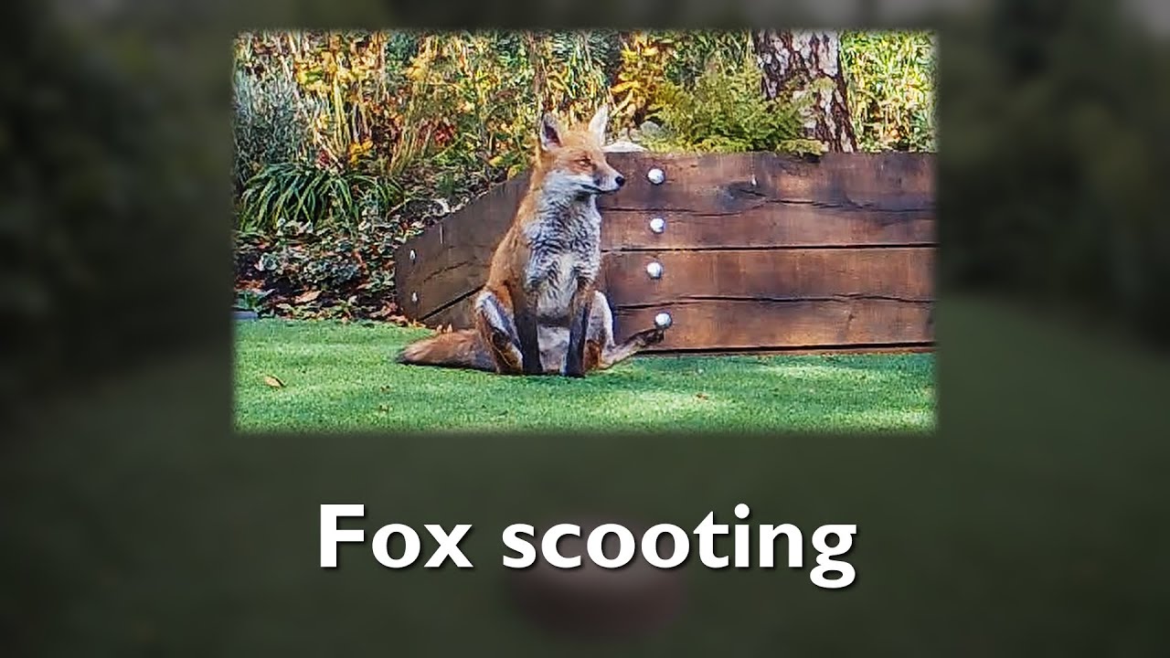 Fox scooting - YouTube