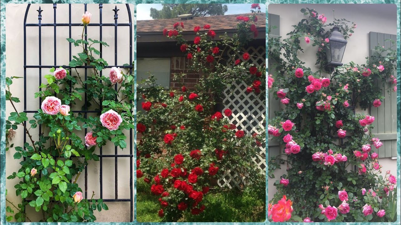 Beautiful Climbing Roses Designs For Outdoor Decor - Rosas trepadoras ...