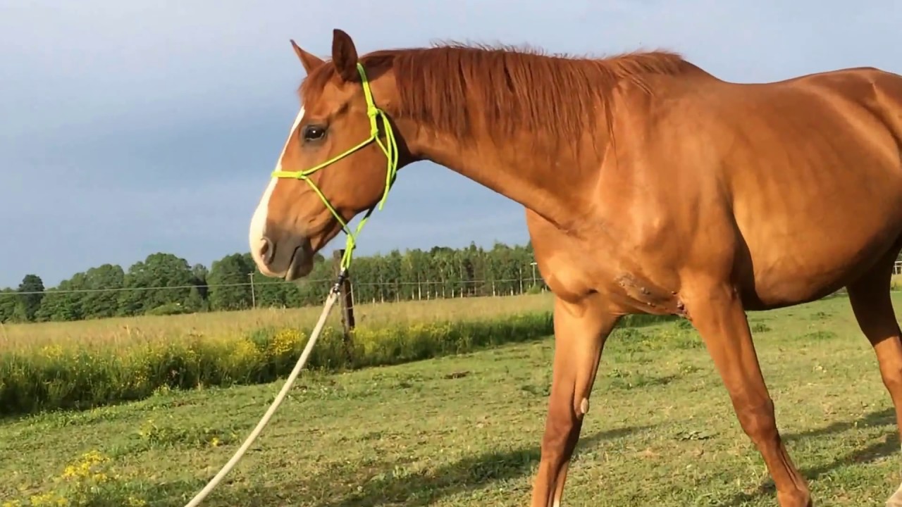 Friendly Game //Parelli Natural Horsemanship - YouTube