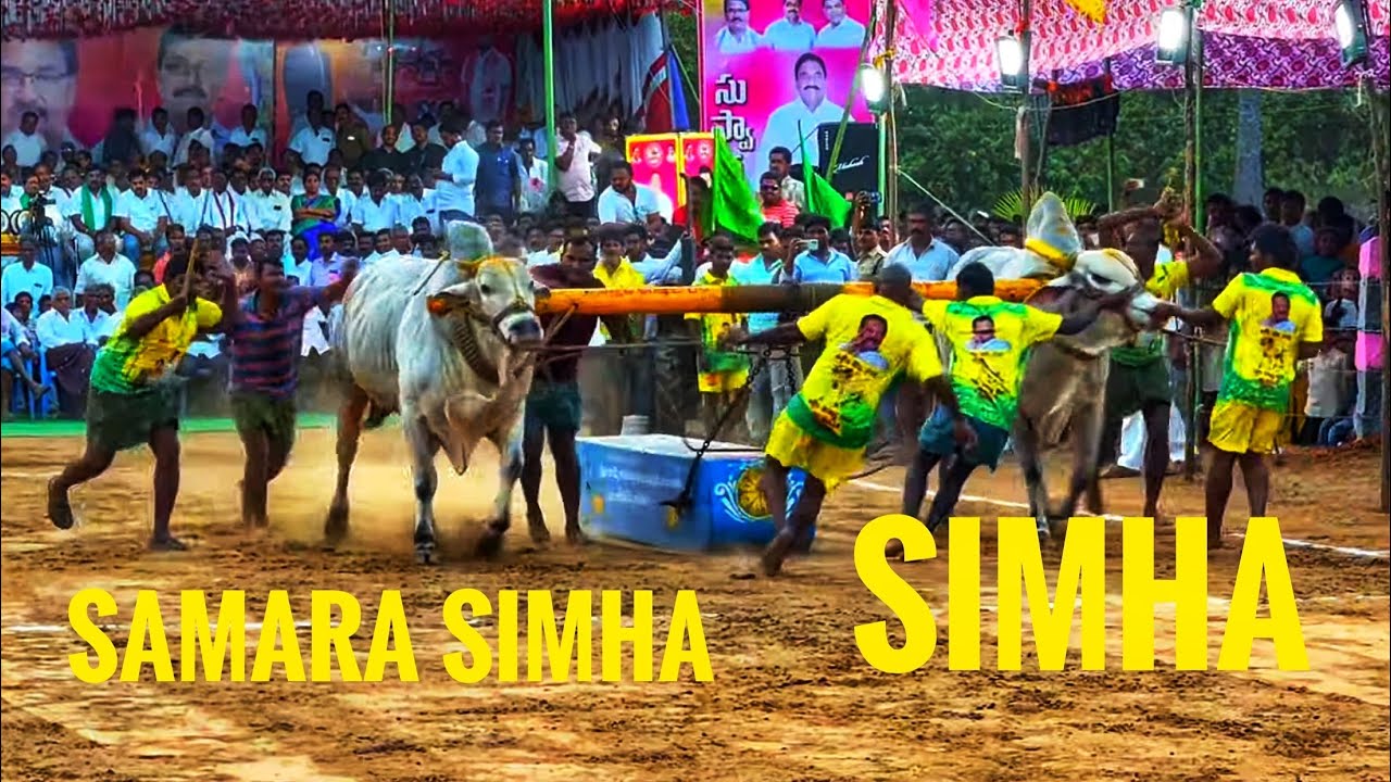 KANDUKURU SENIORS 1st PLACE WON BY RK BULLS SIMHA AND SAMARASIMHA 💥🔥 ...