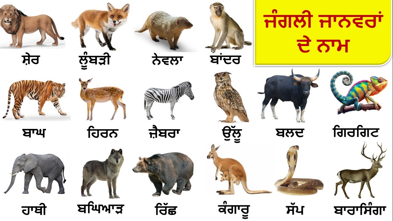 Wild Animals Name in Punjabi & English || ਜੰਗਲੀ ਜਾਨਵਰਾਂ ਦੇ ਨਾਮ - YouTube