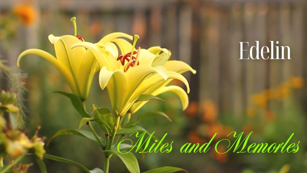 Edelin – Miles and Memorles Acoustic Singer-Songwriter Warm acoustic# ...