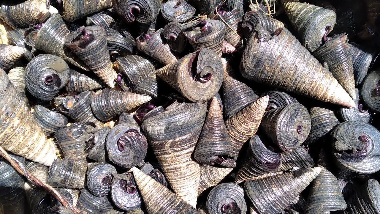 Mini vlog | catch and cook susong bagungon. - YouTube