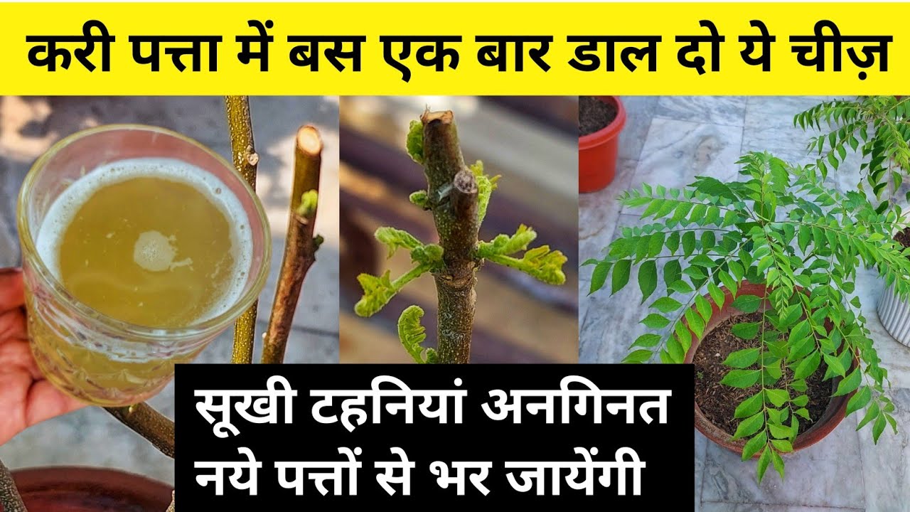CURRY PATTA FERTILIZER. कड़ी पत्ता.Kadi Patta. Curry leaves plant.How ...