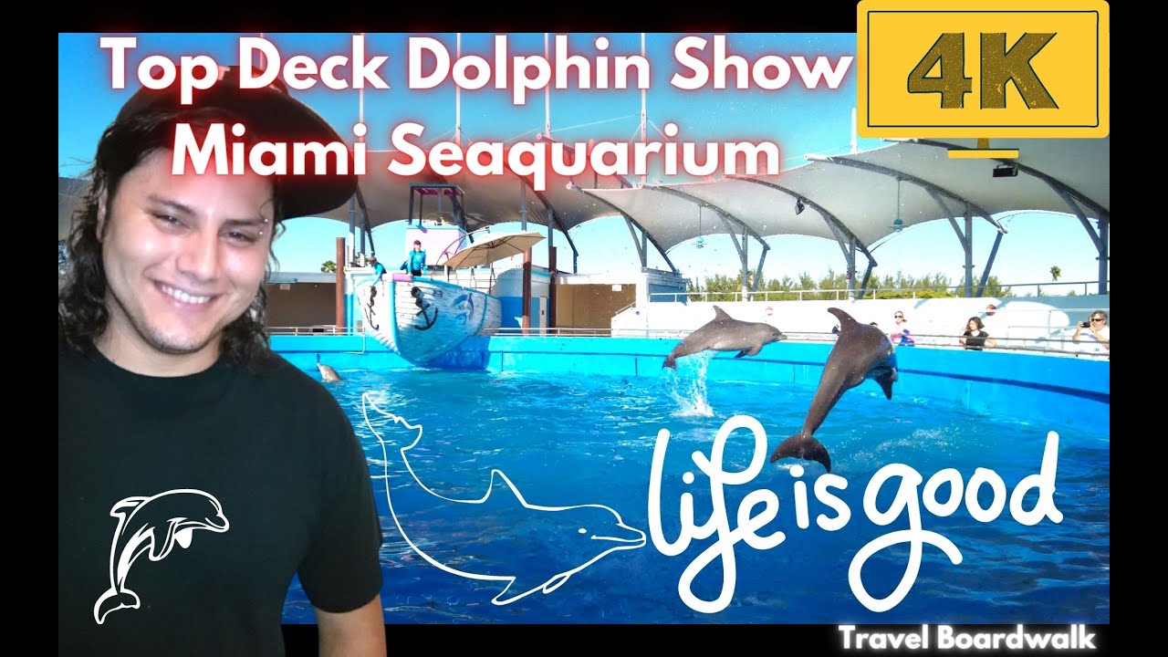 (4K) Miami Seaquarium | Top Deck Dolphin Show | Miami Florida | - YouTube