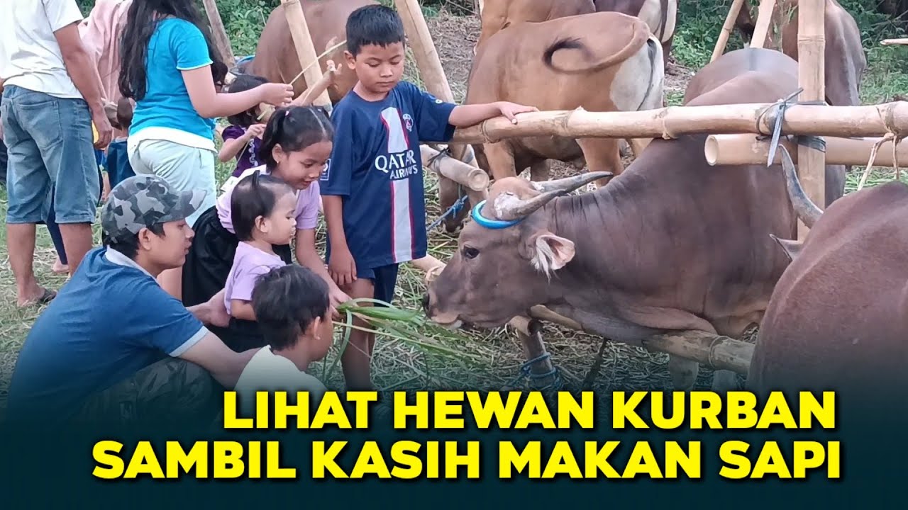 Kasih makan sapi hewan kurban di BKT - YouTube