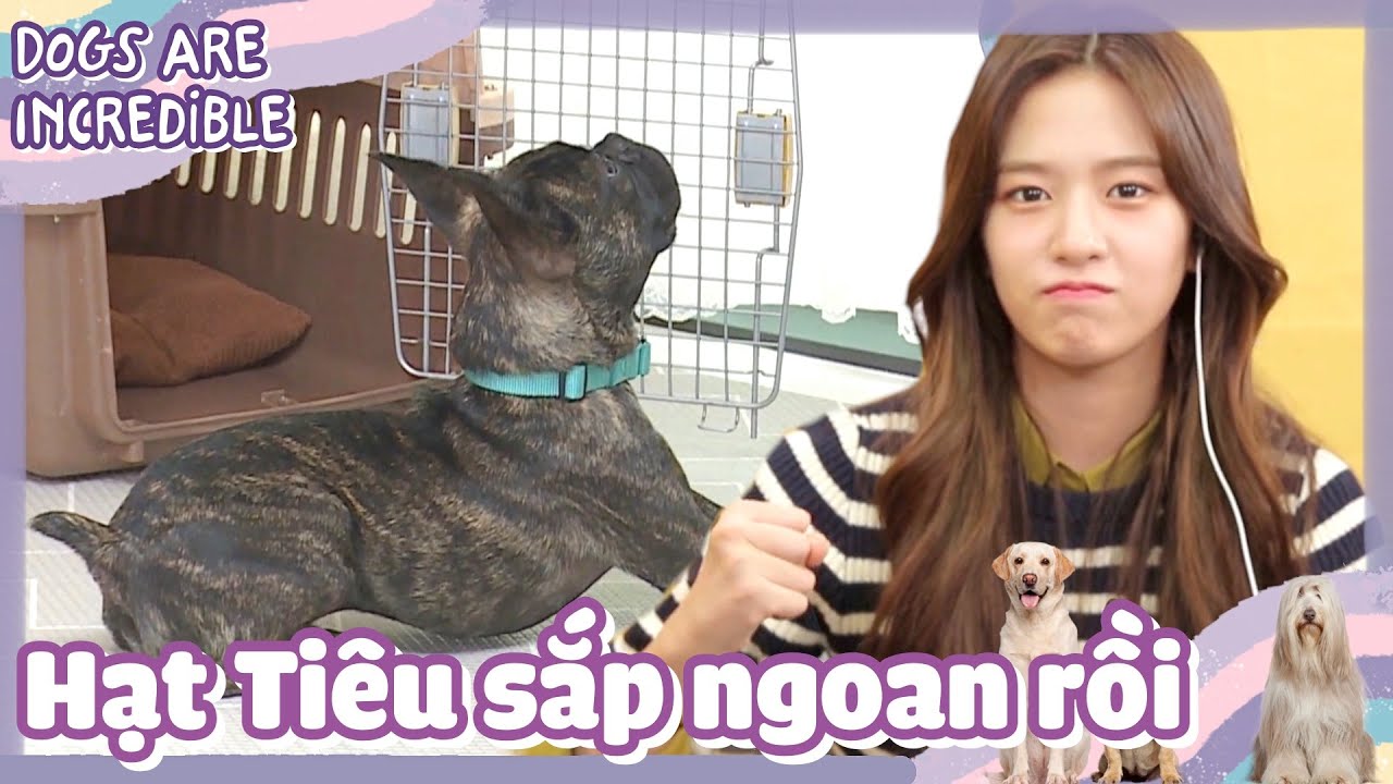 VIETSUB|Cách huấn luyện chú chó chui vào chuồng và ngoan ngoãn nghe lời ...
