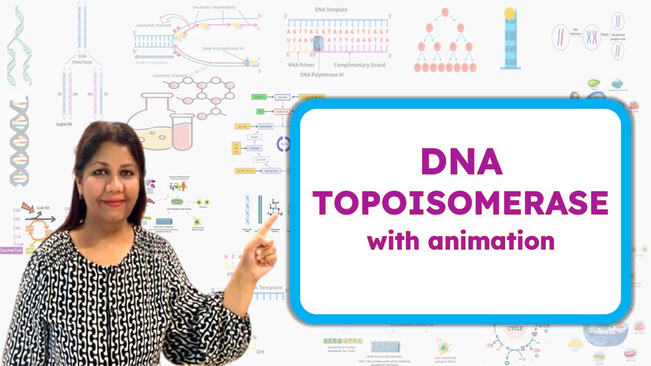 Type 1 and Type 2 DNA Topoisomerase | How Topoisomerase works ...