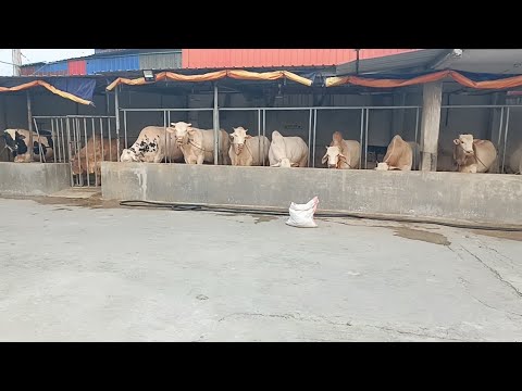 🔴২০২৫ সালের আপেল এগ্রো নিউ কালেকশন।🐄 Biggest Astral Bull In Apple Agro ...