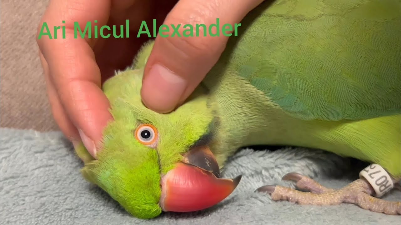 MICUL ALEXANDER ADORA SA FIE ALINTAT - YouTube