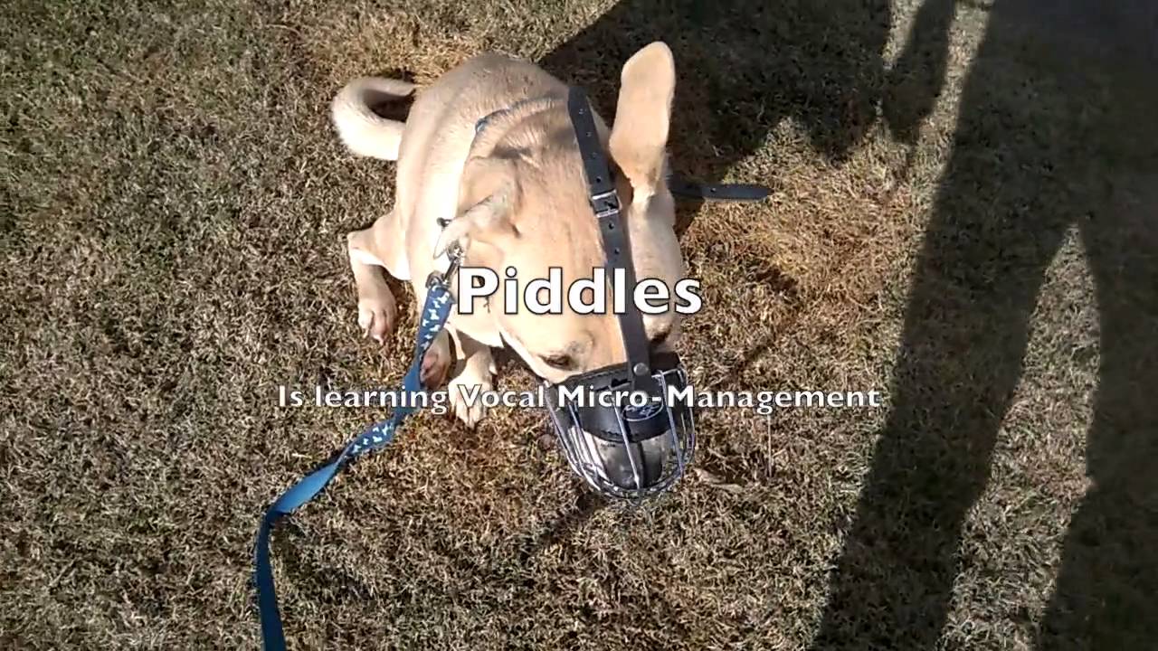 Piddles learns to listen - YouTube