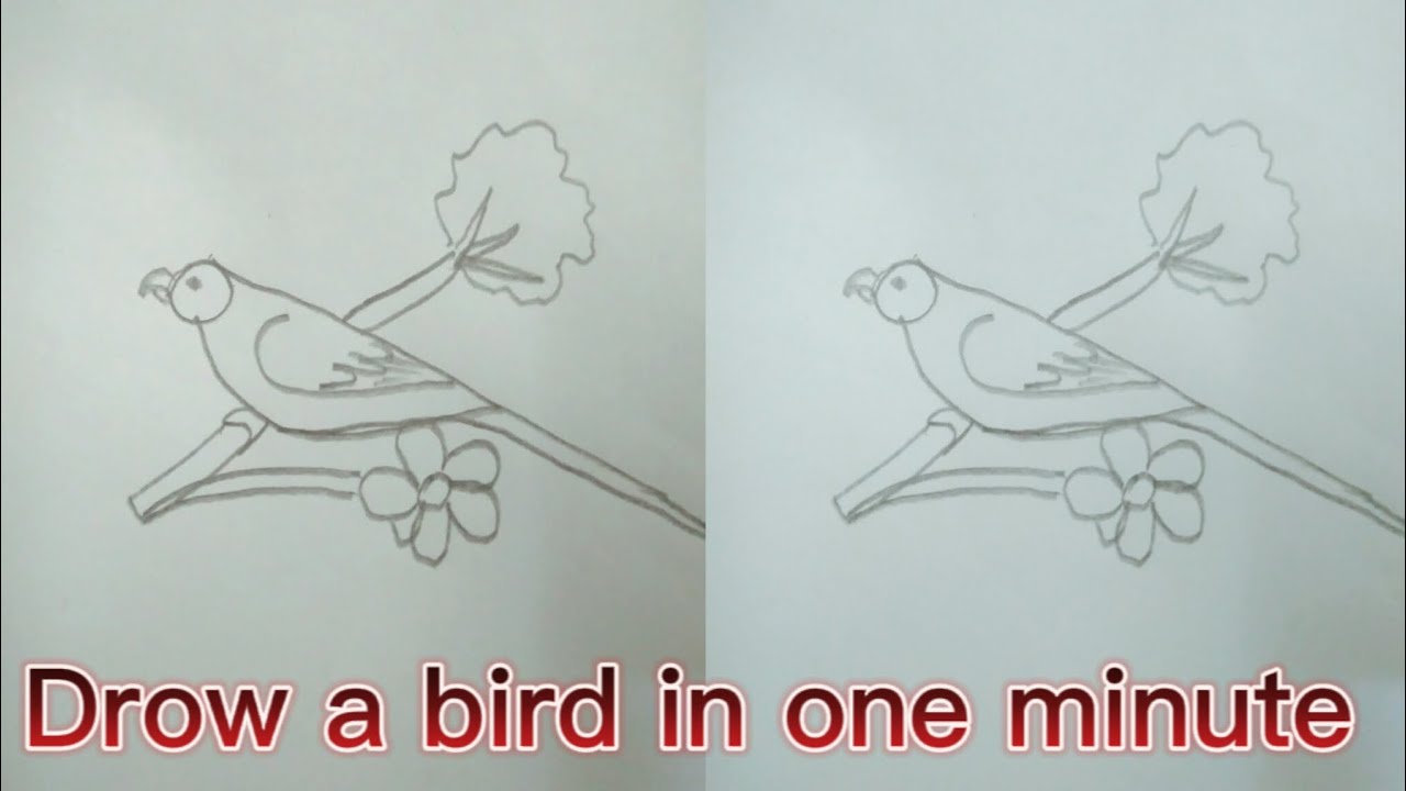 Drow a bird one minute. drawing video. - YouTube