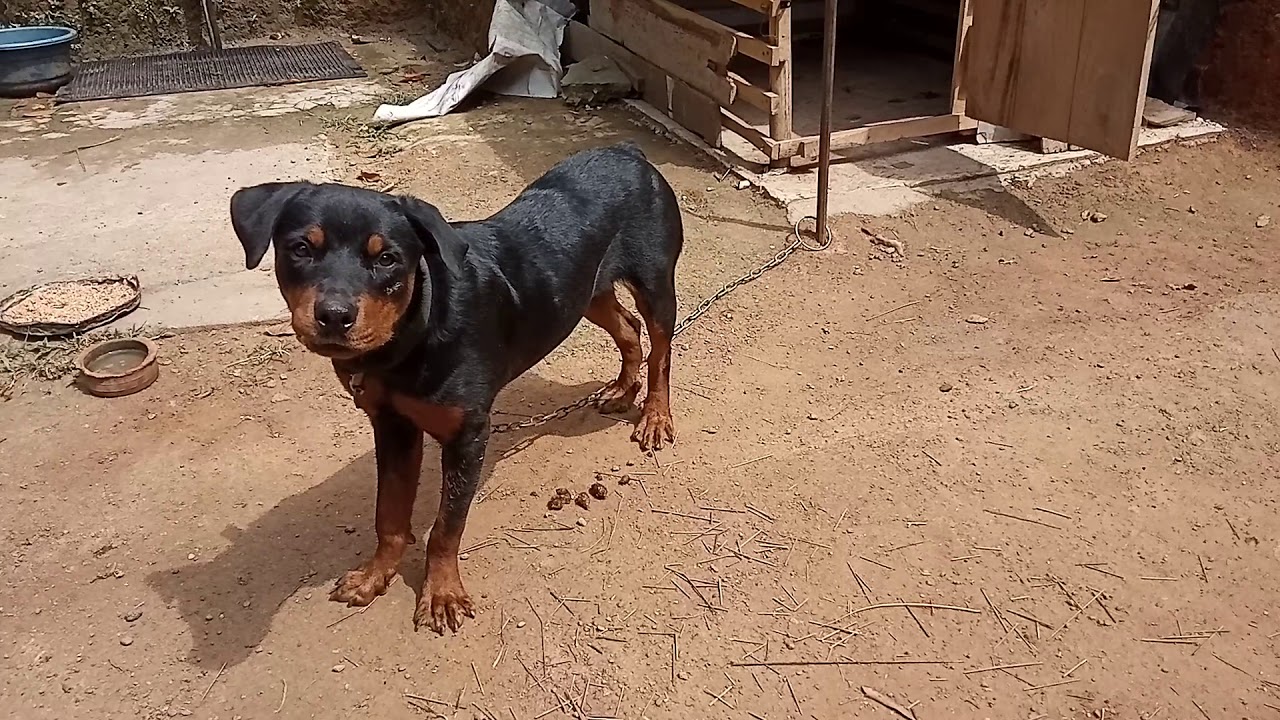 Ratwailat Dog - YouTube