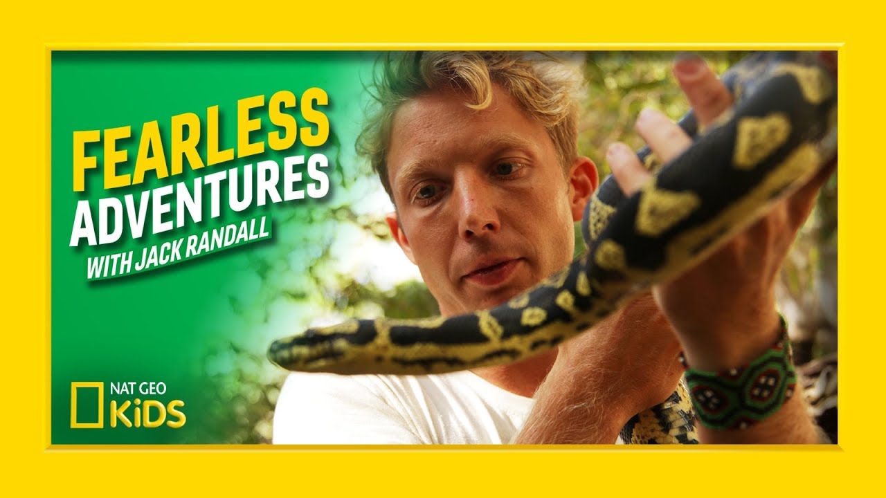 A Biting Tarantula and Venomous Death Adder | Fearless Adventures with ...