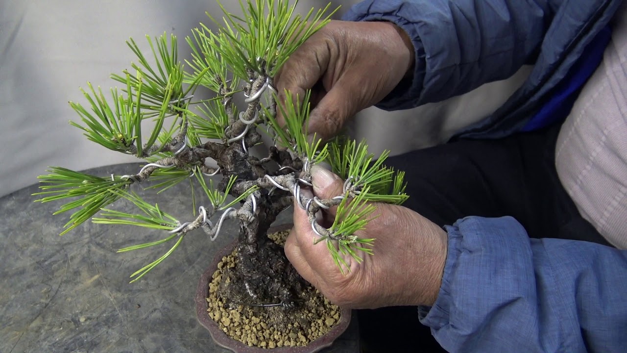松 MATSU. Bonsai master makes the shape of pine tree. - YouTube