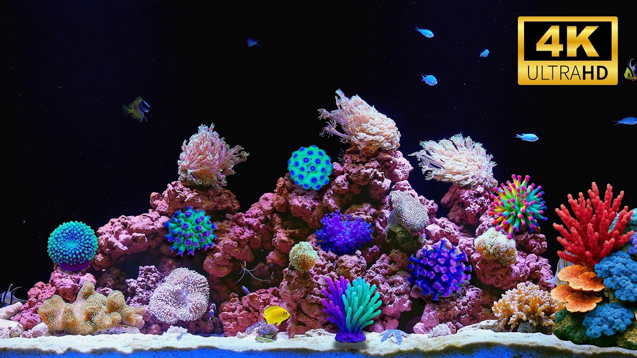 🍥 Deep Sea Aquarium 4K | Relaxing Fish Tank with No Voice or Music ...