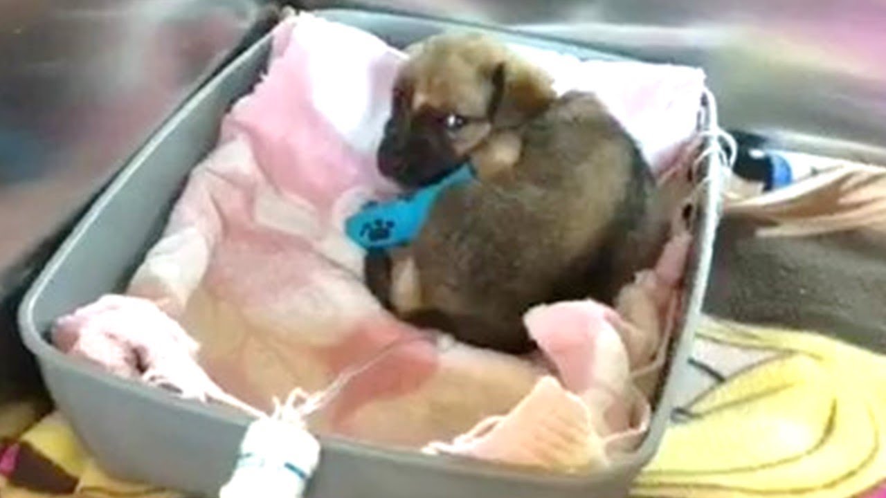 Scared Little Dog In Bad Condition Become Happy Puppy After Rescued ...