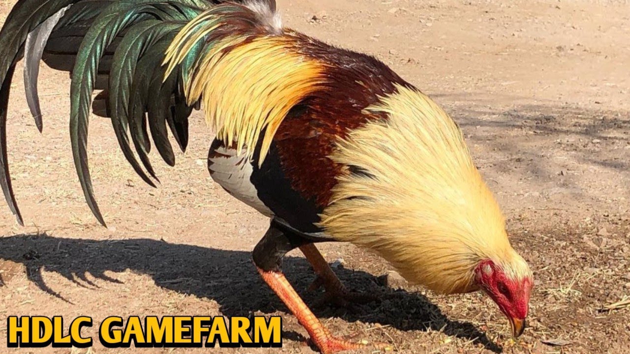 Grey Radio Charlie Johnson Albany - HDLC FARM - YouTube