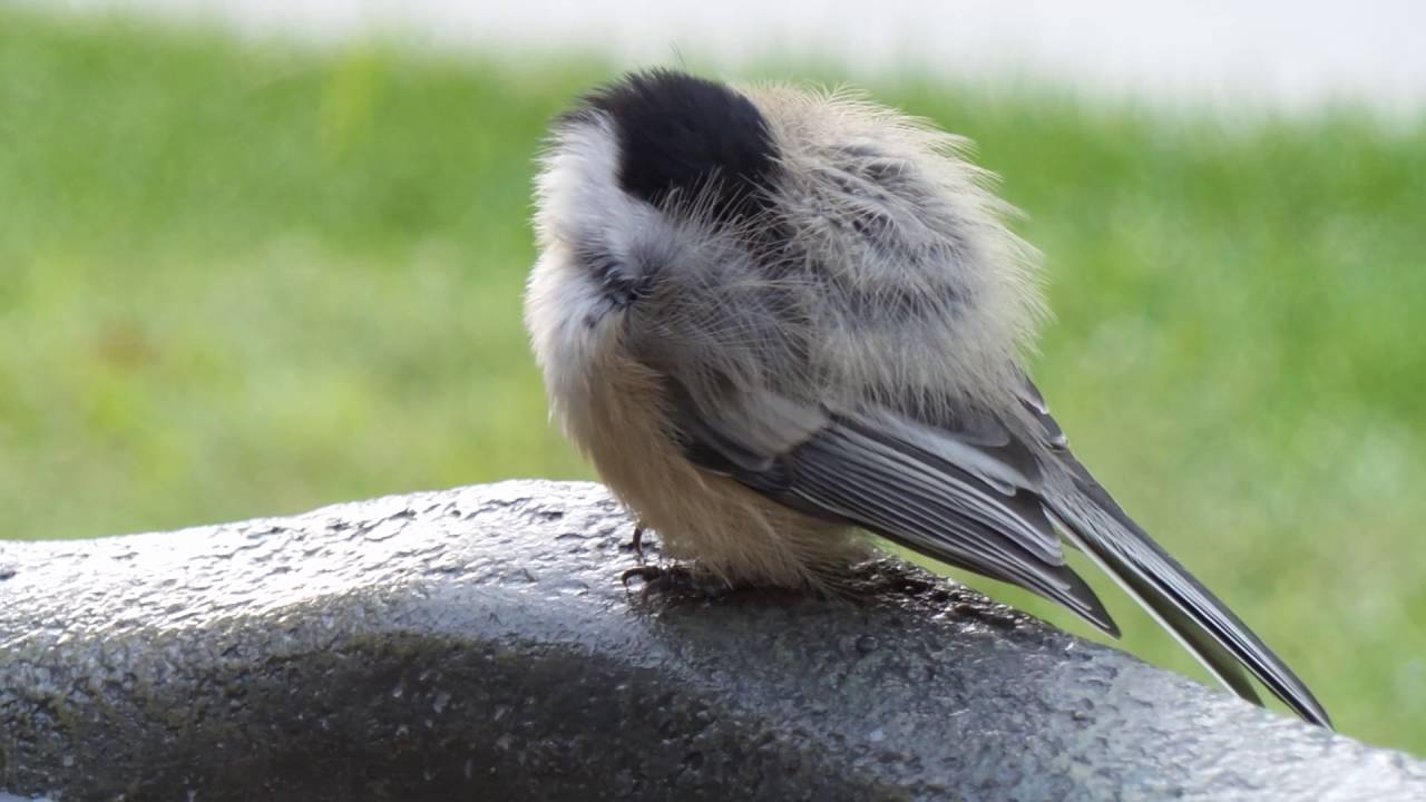 Sleeping Chickadee - YouTube