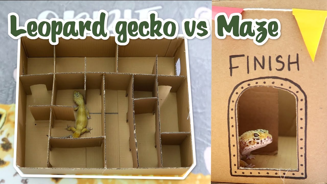 Leopard gecko vs Maze - YouTube