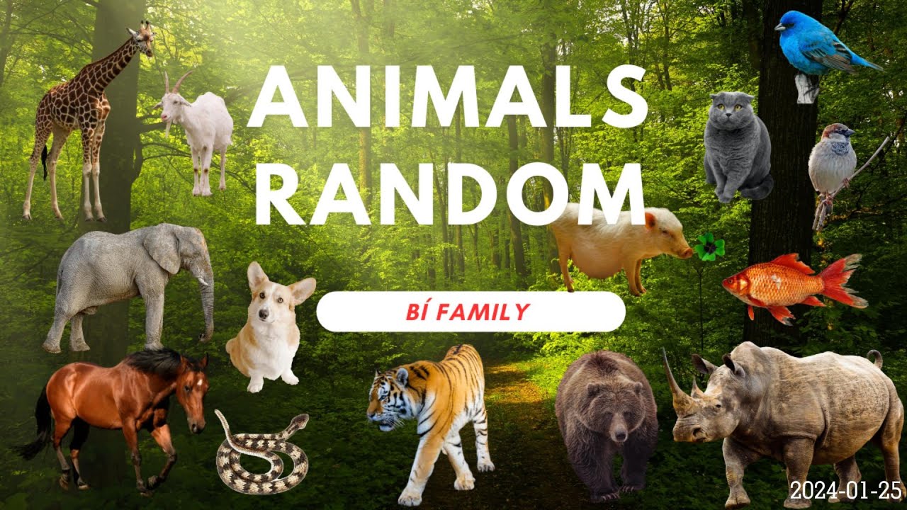 Animal random What is animal? Beautiful animal #02 - YouTube