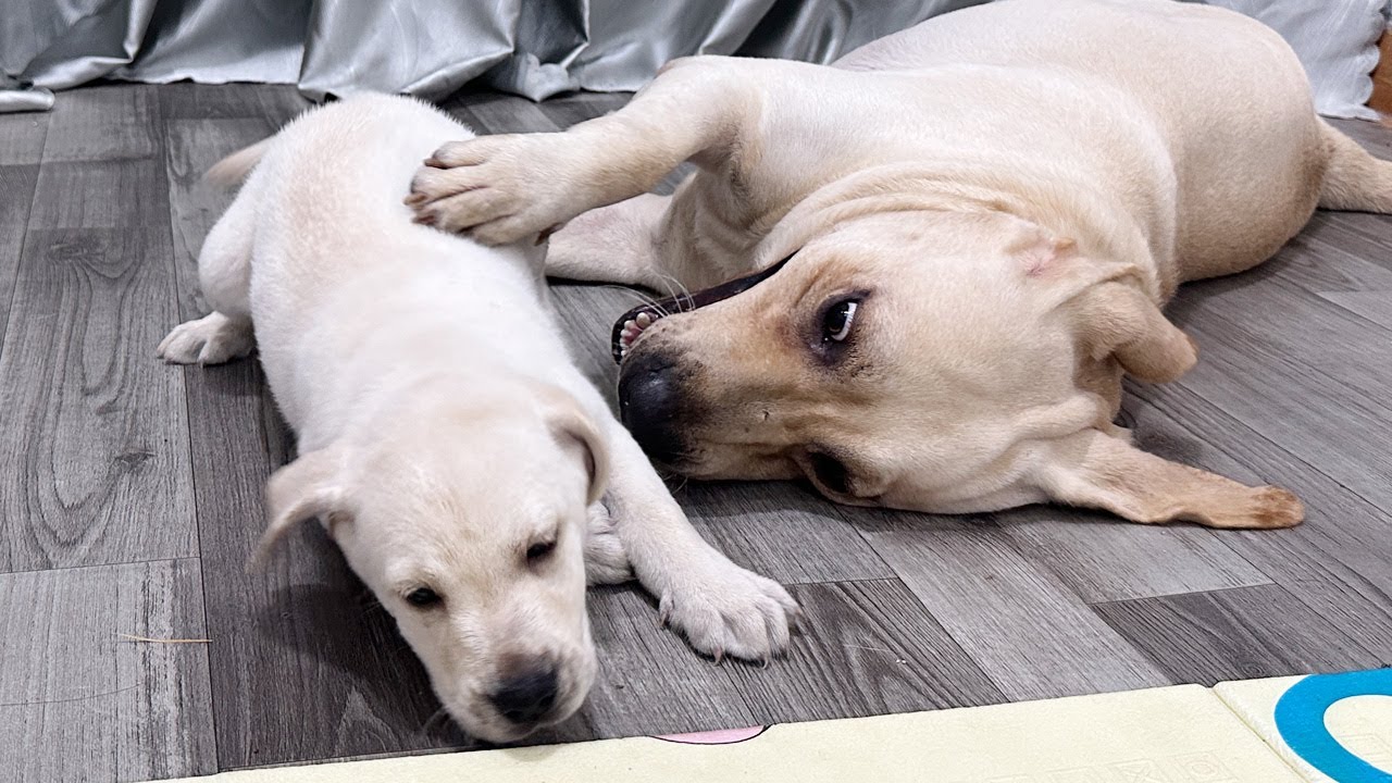 Labrador Retriever is loved and spoiled by his big brother who is ten ...