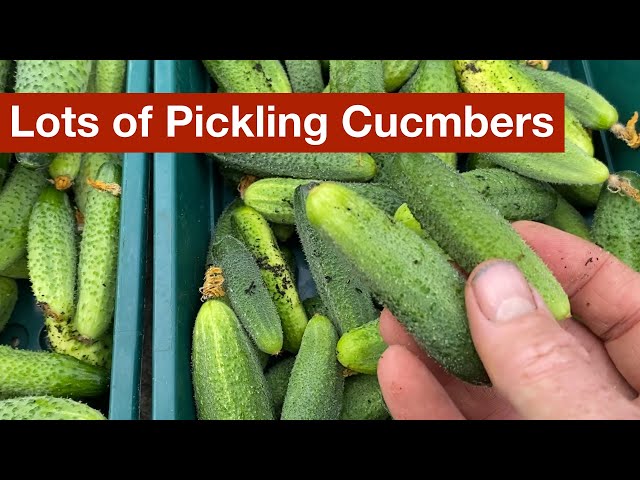 Pickling Cucumber Garden Pickling Cucumber