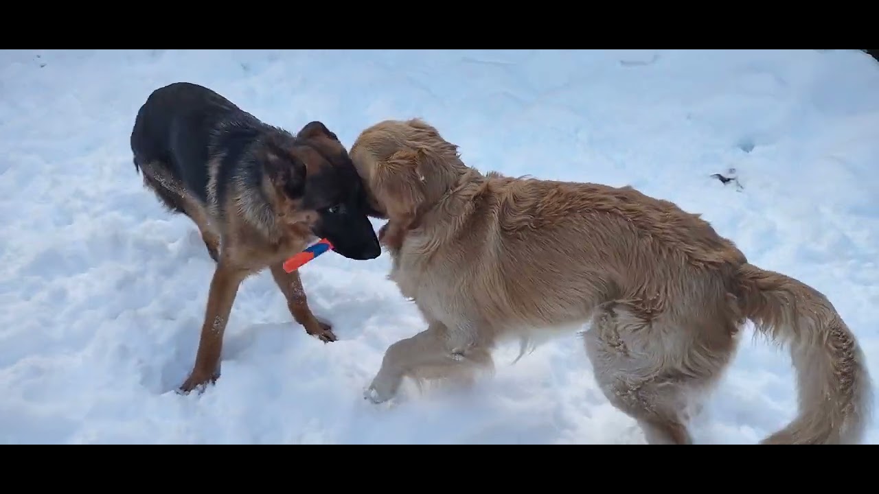 Golden Retriever and German Shepherd brothers playing in snow. - YouTube