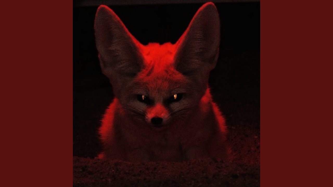 Fennec - YouTube