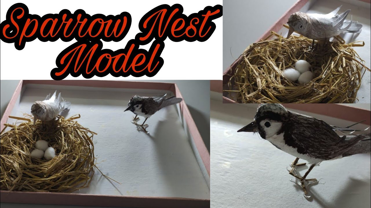 How To Make Sparrow Model Sparrow Nest Craft Creative Craft Tips YouTube How To Make Sparrow Model Sparrow Nest Craft Creative Craft Tips YouTube