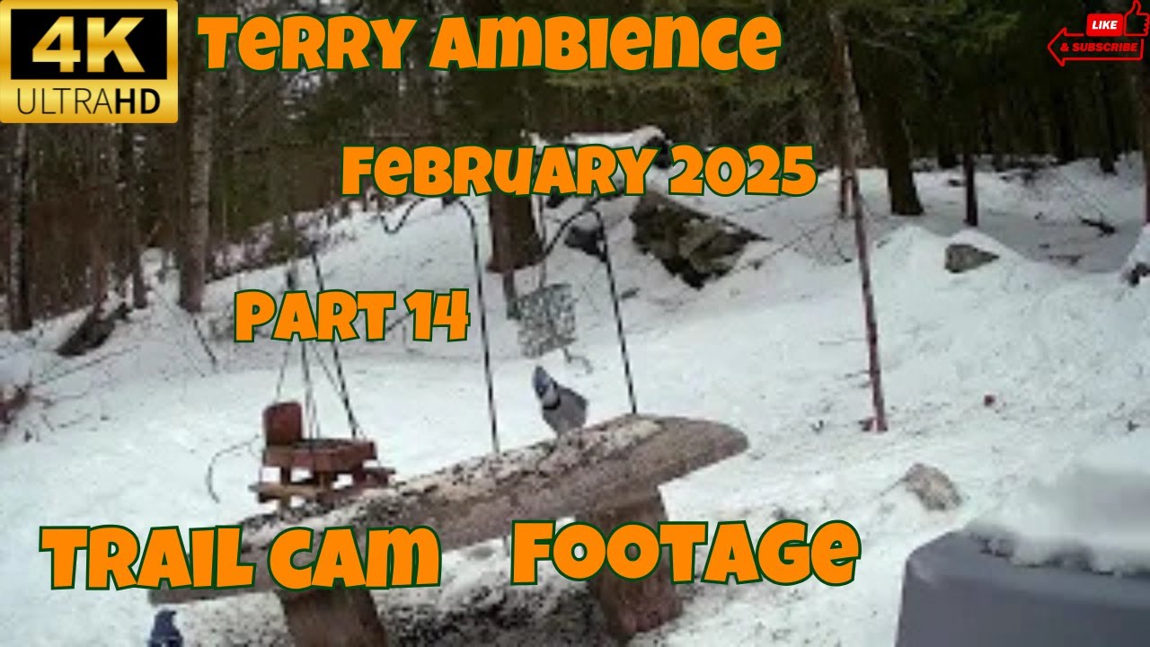 4k Trail Camera Footage February 2025 Part 14 - YouTube