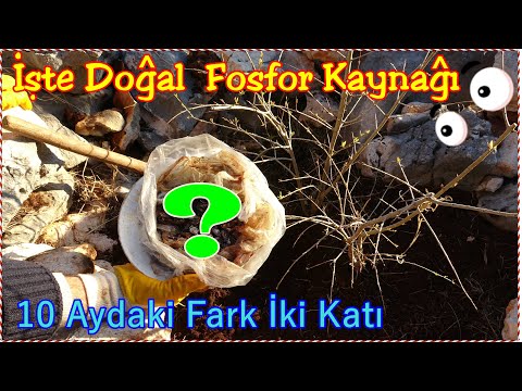 Çöpe Atma Dönüştür 🌴 Ağaçlara Doğal Fosfor Verme Deneyi