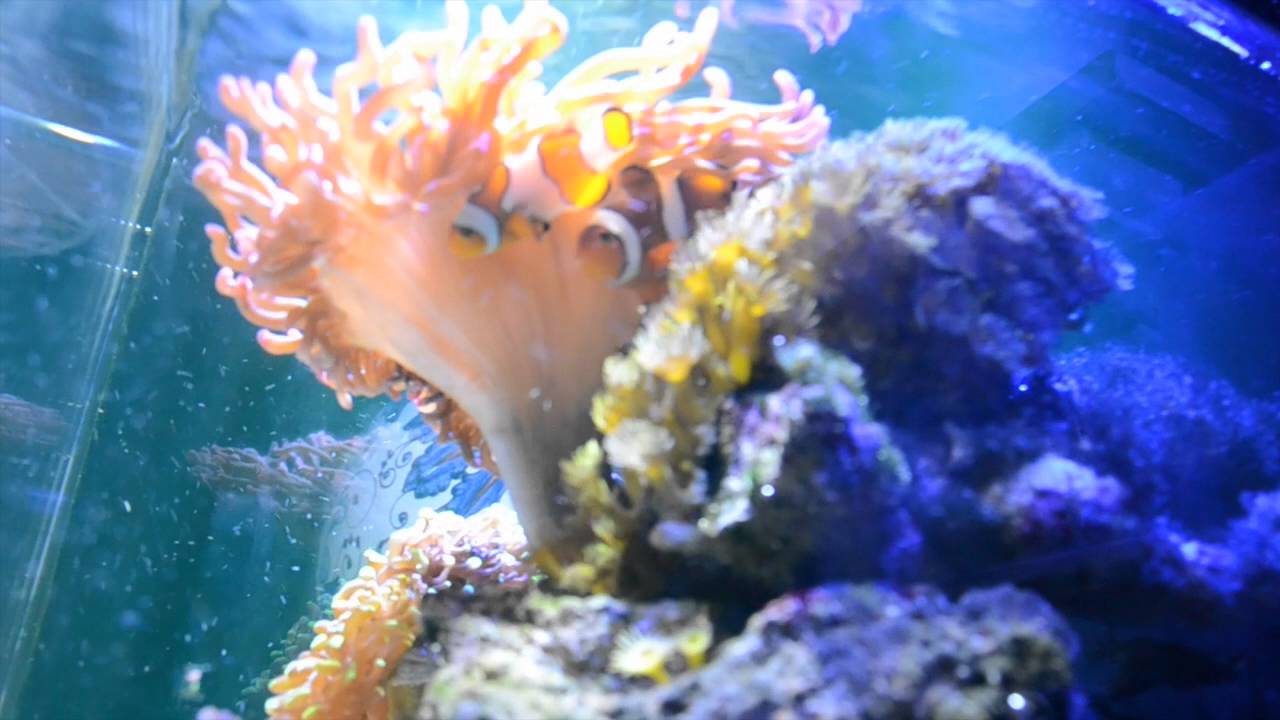 Nano Reef Tank (ClownFish, Goby, Sea Anemone, Coral) - YouTube