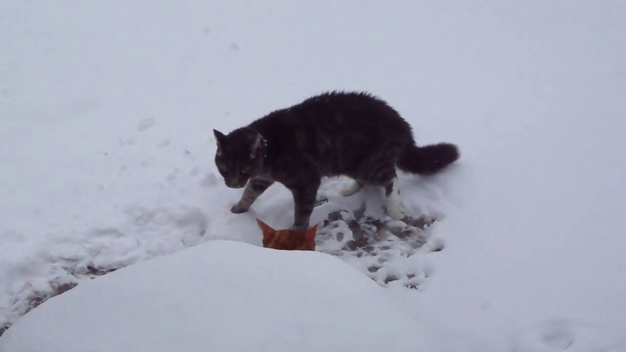 Cats Fighting In The Snow - YouTube