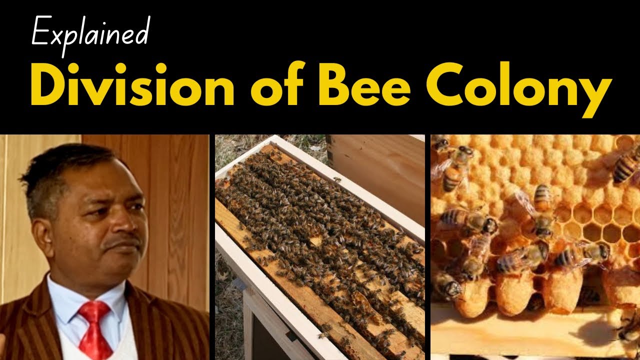 Division of a Bee Colony - YouTube