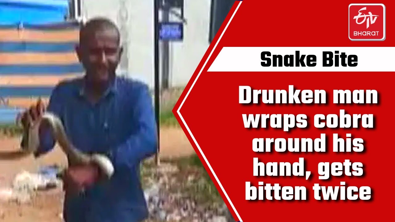 Snake bites drunk man : Drunken man wraps cobra around his hand, gets ...