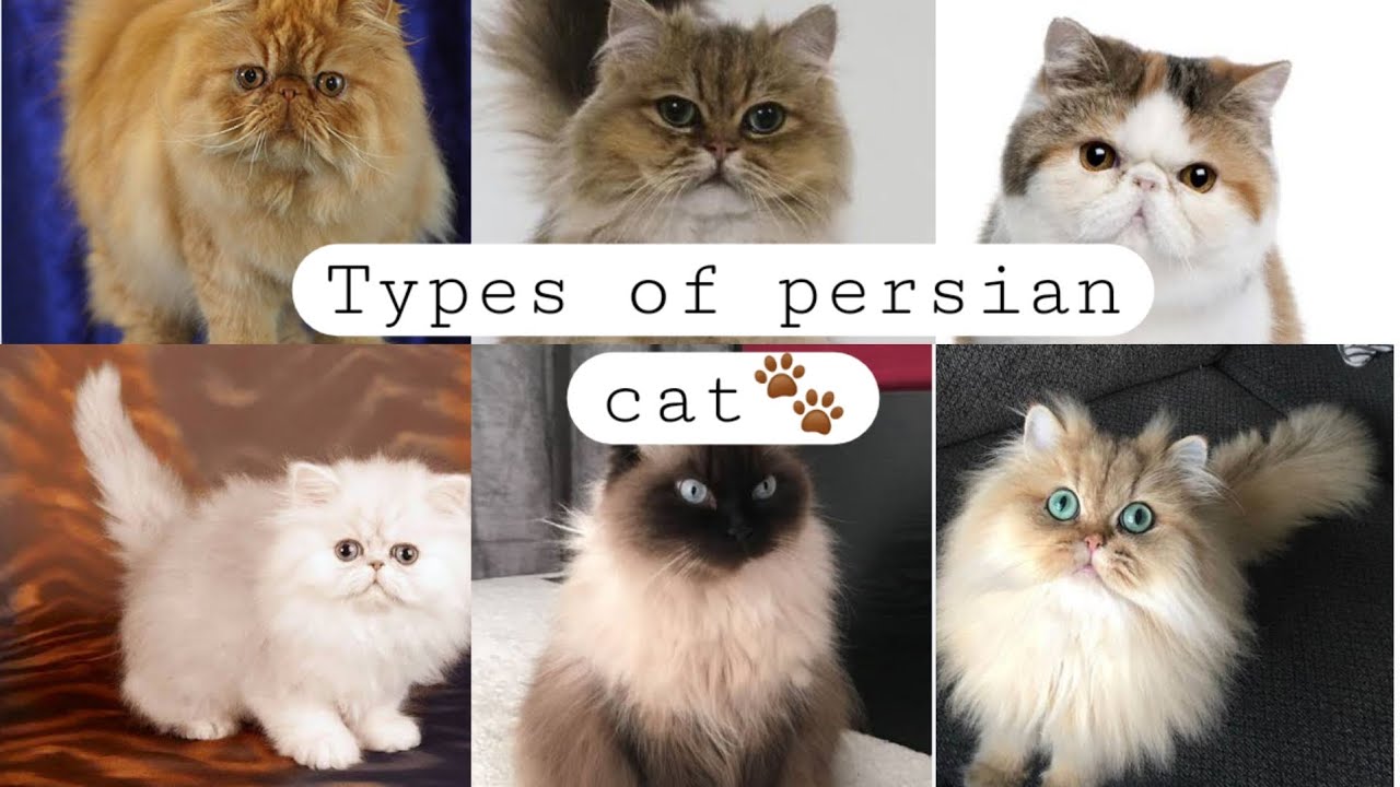 DIFFERENT TYPES OF PERSIAN CAT🐾 ||Best persian cat|| #meowmeade # ...