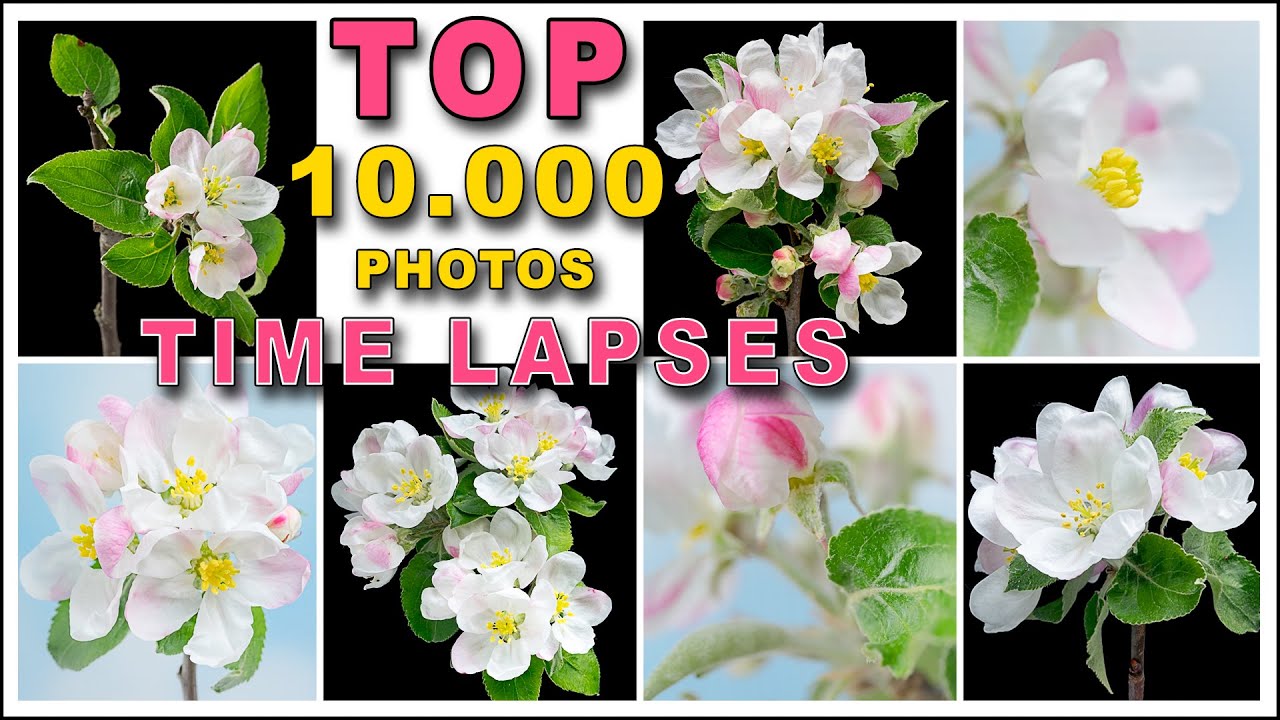 APPLE BLOSSOM Time Lapse COMPILATION - YouTube