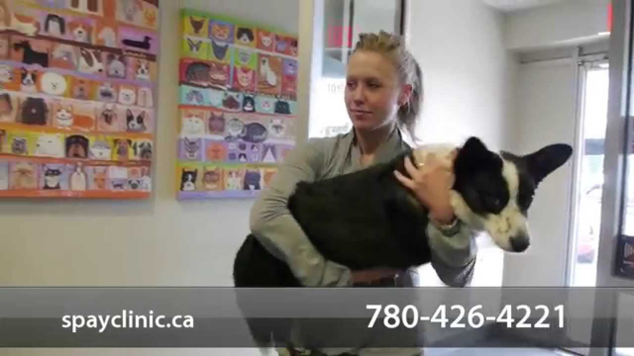 Welcome to The Spay Clinic - YouTube