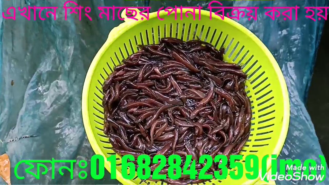 দেশি শিং মাছের পোনা বিক্রয় করা হবে | Deshi shing Fish For Farming ...