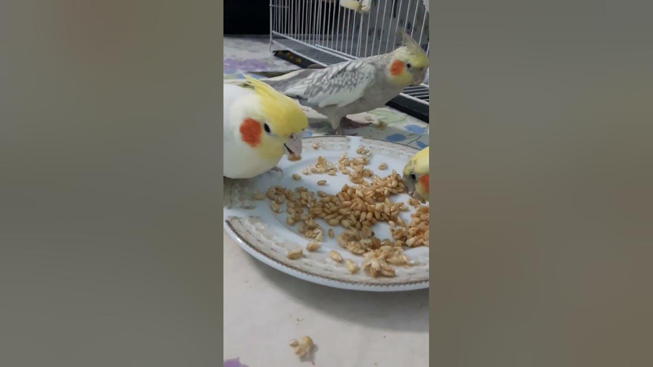جوانه گندم برای عروس هلندی و طوطی سانان هفته ۱الی دوبار 🙌آموزش درست کردن جوانه ها داخل چنل ما